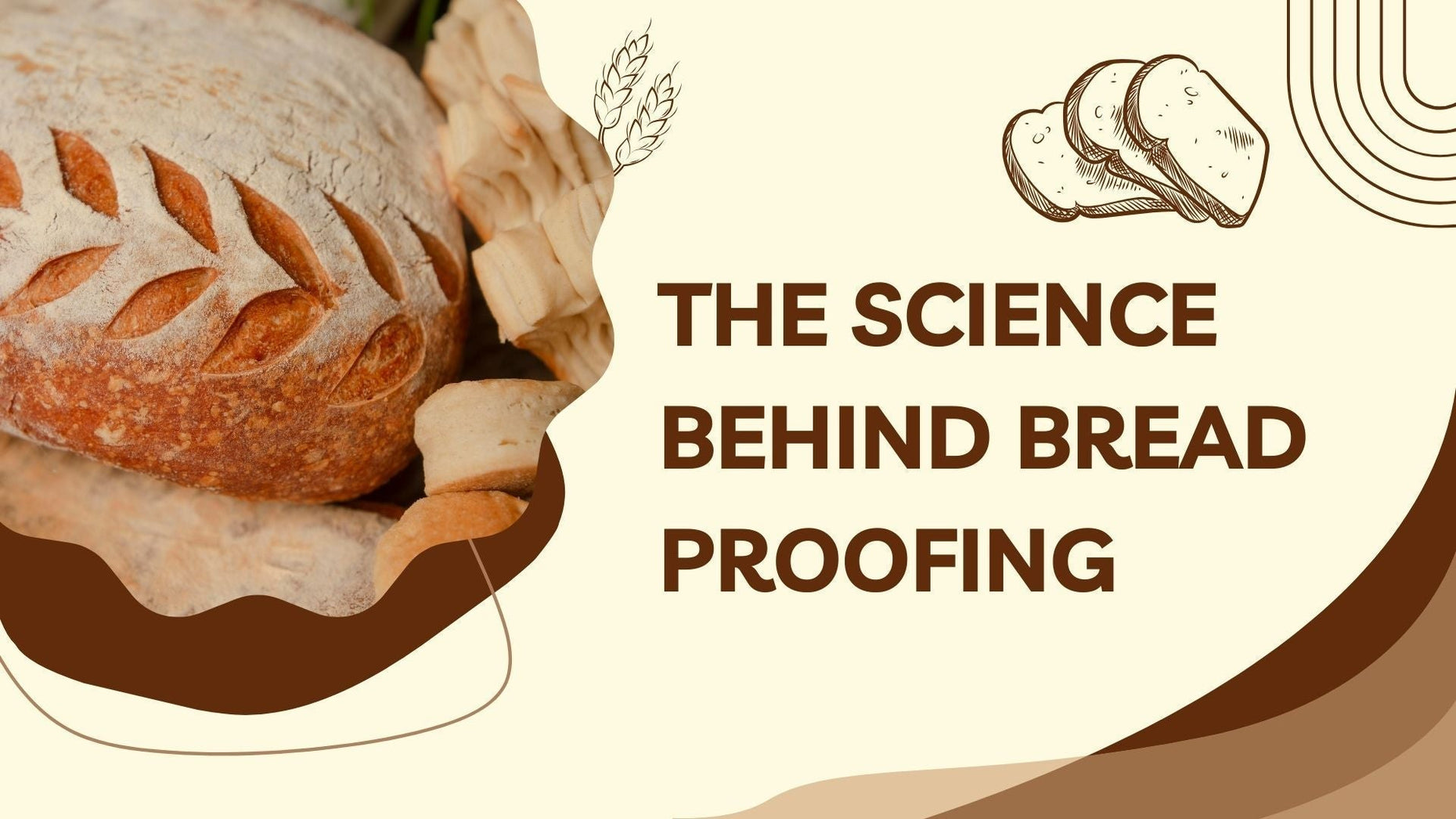 Science Behind Bread Proofing | Bread Making Kit & Bread Proofer Guide ...